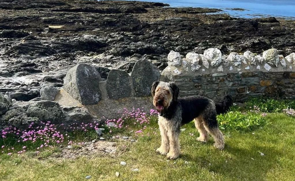 Šuo išgyveno kritimą nuo 75 metrų uolos - Respublika.lt - Naujienų ir ...