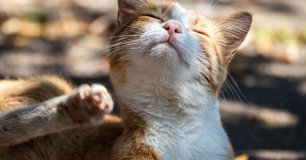 Blusos – nematomas pavojus: kaip apsaugoti šeimą nuo parazitų ...