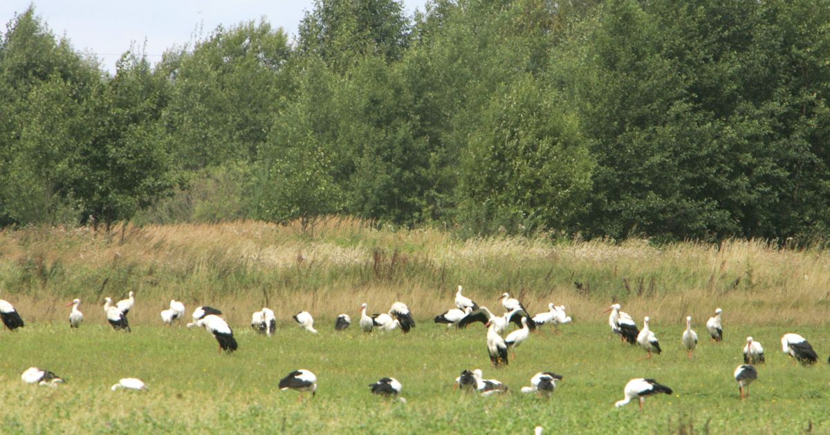 Kaip gyvensim be gandrų? - Respublika.lt - Naujienų ir žinių portalas