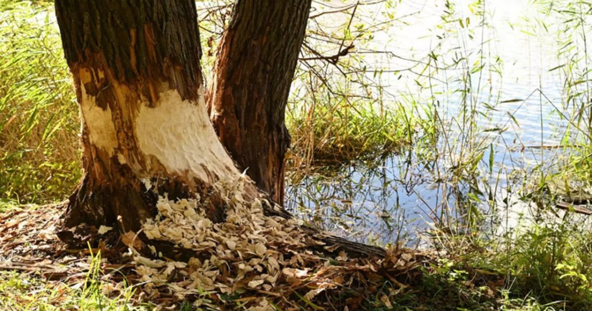 Klaipėdoje skelbiamas bebrų medžioklės sezonas - Respublika.lt ...