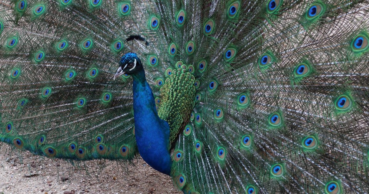 Vladas VAICEKAUSKAS: Povo plunksna biednioko skrybėlėj - Respublika.lt ...