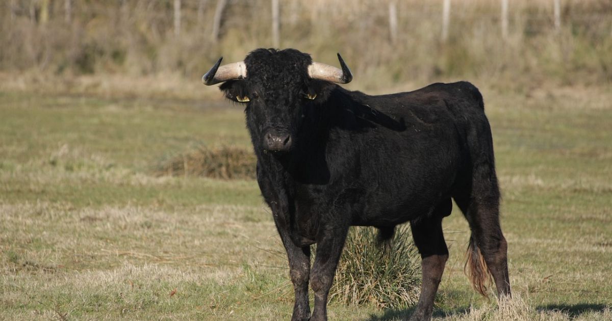 Ūkininkė, kurios jautis mirtinai sužalojo žmogų, pripažinta kalta dėl ...