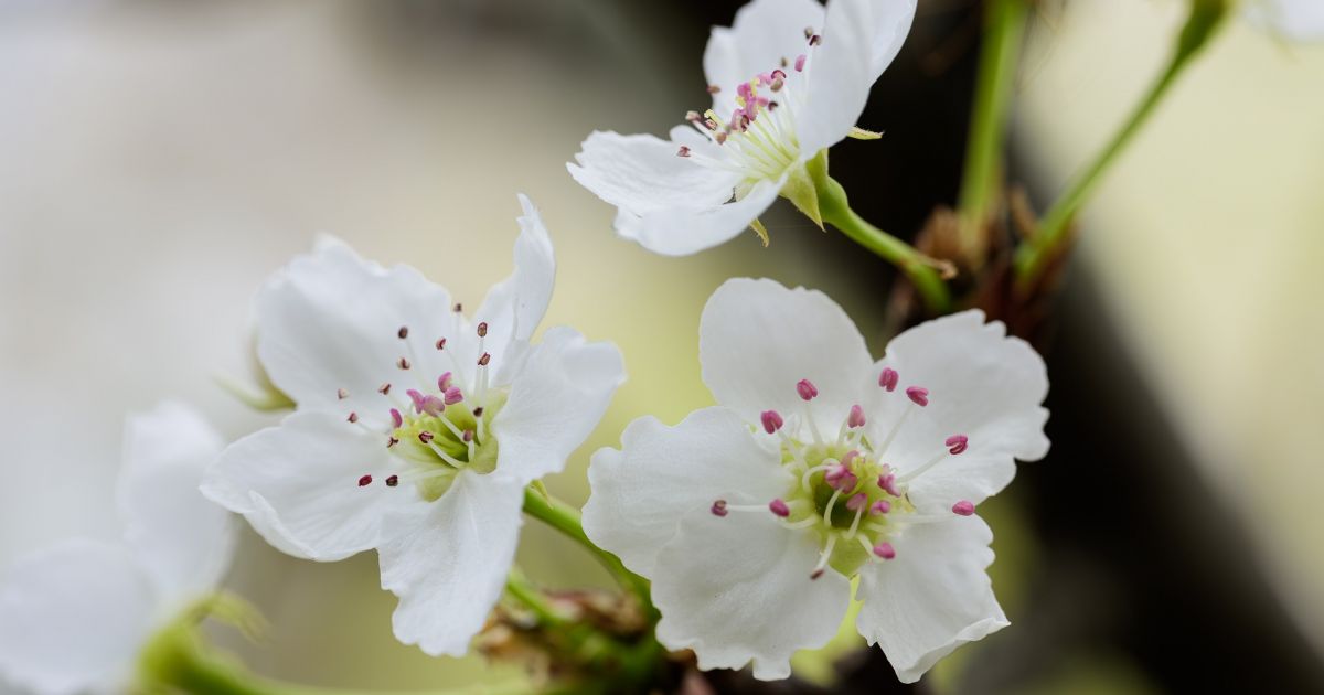 25 lipca imieniny i inne ciekawostki - Respublika.lt - Devheroes.pl