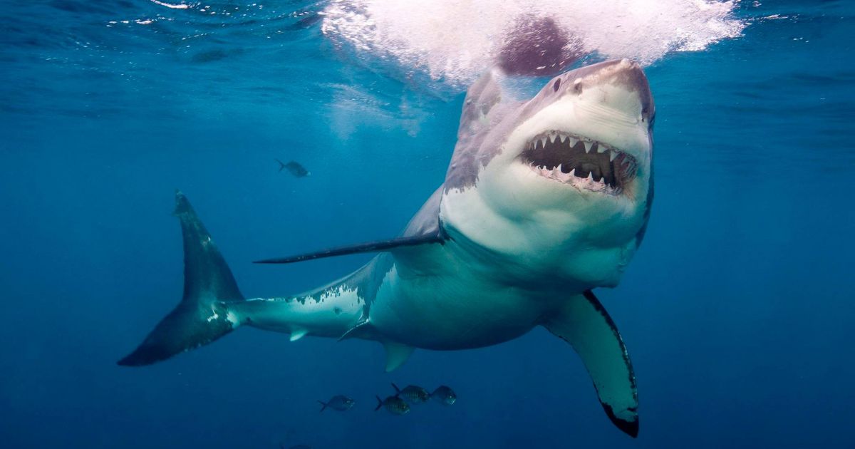 Plaukiką užpuolė ryklys, vyriškio būklė – sunki - Respublika.lt ...