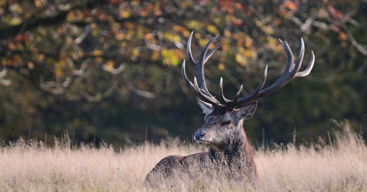 Lapkričio 8 d. vardadieniai ir kitos įdomybės - Respublika.lt ...